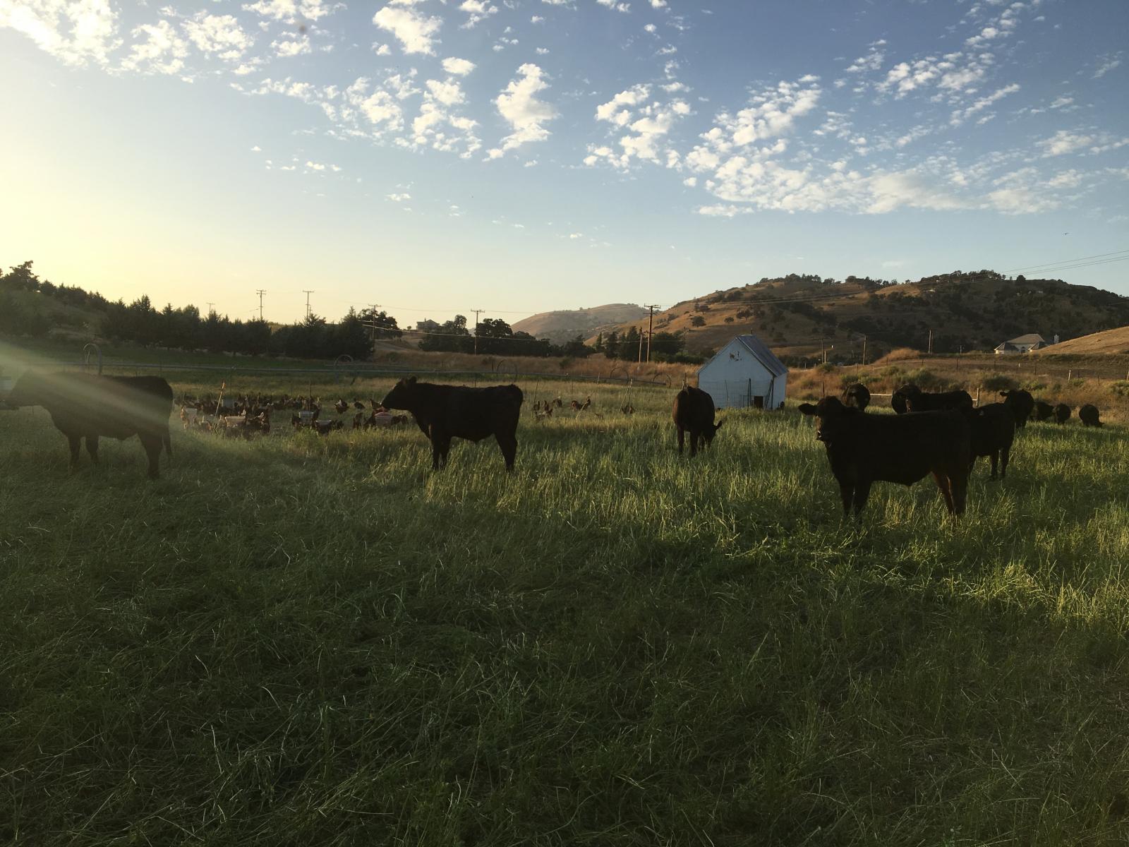 J&J Grassfed Beef is now Brite Creek Farm! - Brite Creek Farm